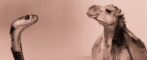 camelCase ou snake_case: qual padrão devo escolher?